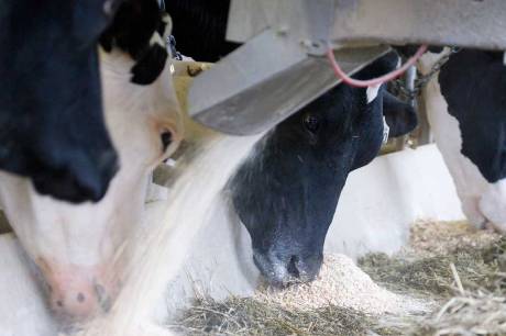 Advanced Ruminant Nutrition Ltd | Concentrates